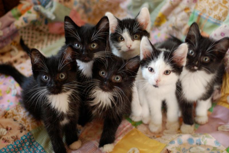 Male or Female? 4 Easy Ways To Tell Your Kitten's Gender | LoveToKnow Pets