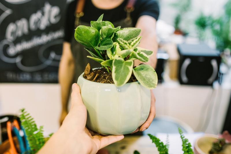 19 Houseplant Gifts That Are Rooted in Love | LoveToKnow