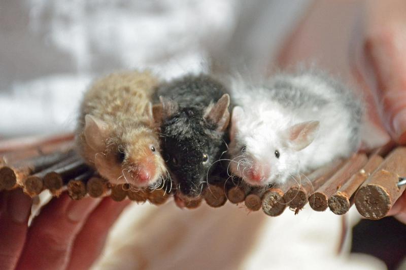 The Curly-Haired Mouse: Fancy Breeds & Curl-tastic Cuties | LoveToKnow Pets