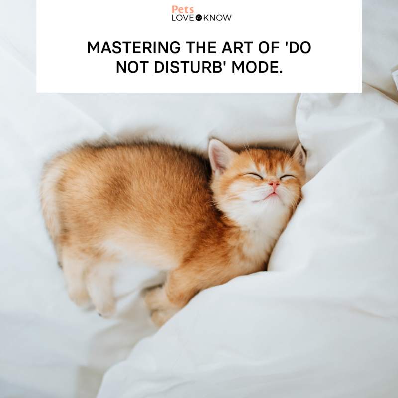 19 Funny Sleepy Cat Memes & Photos Full of Furr-ocious Zzz's ...