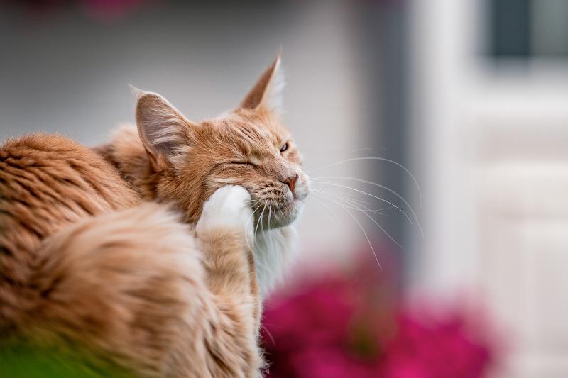 Itchy Cat? Could Be Seasonal Allergies | LoveToKnow Pets