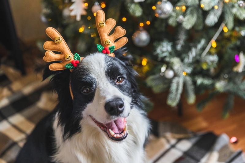 40 Christmas Dog Puns & Jokes That'll Get Everyone Howling | LoveToKnow ...