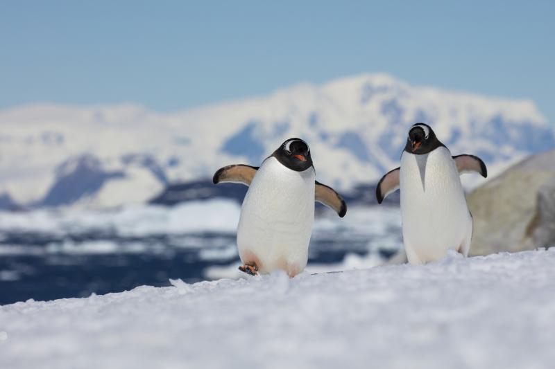 51 Weird & Wonderful Winter Animal Facts for Kids | LoveToKnow