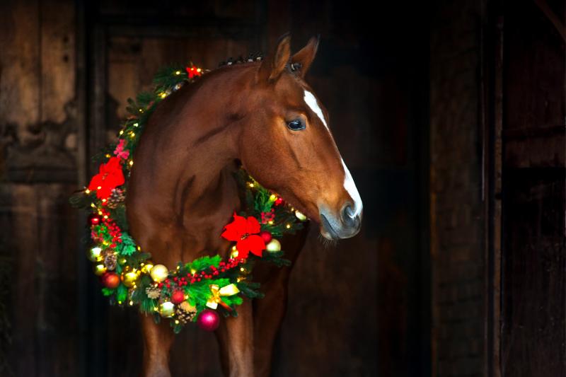 10 New Year Horse Memes That'll Stirrup the Smiles | LoveToKnow Pets