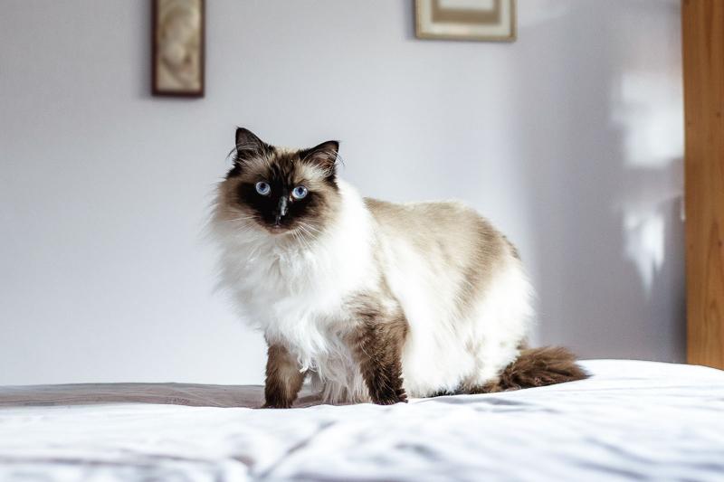 Himalayan Cat Colors: A Look at the Science & Aesthetics | LoveToKnow Pets