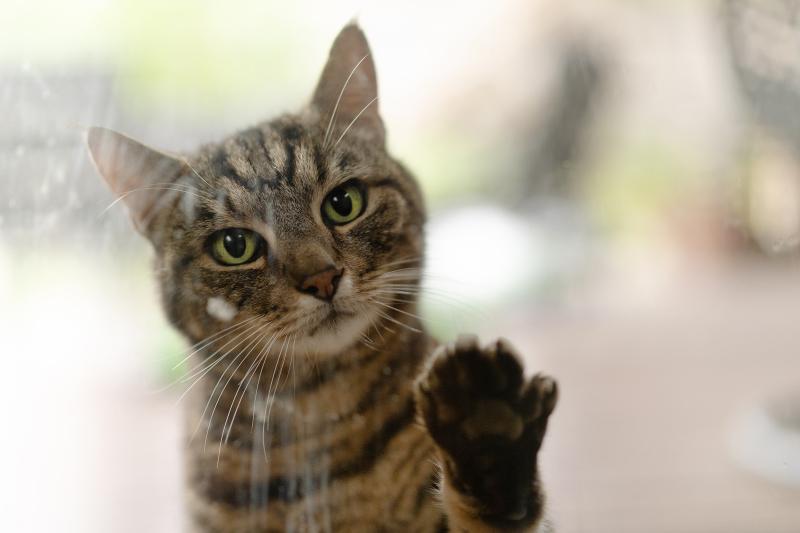 Cat Scratch Fever Symptoms and Treatment | LoveToKnow Pets