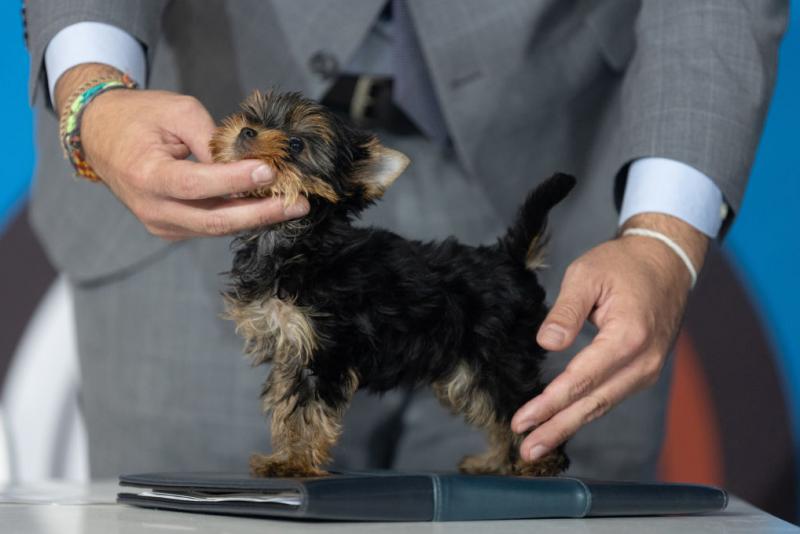 Meet the World's Smallest Dogs, Plus Amazing Tiny Contenders ...