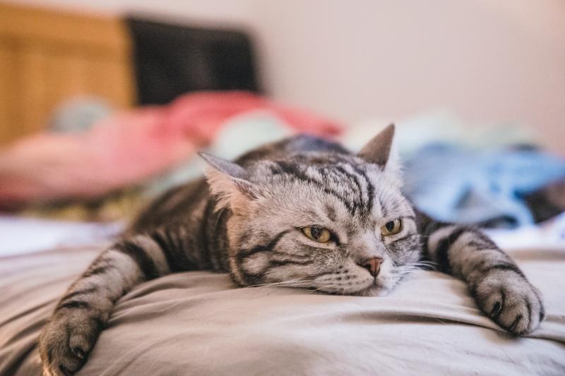 8 Subtle Signs Your Cat Is Bored & How to Help | LoveToKnow Pets