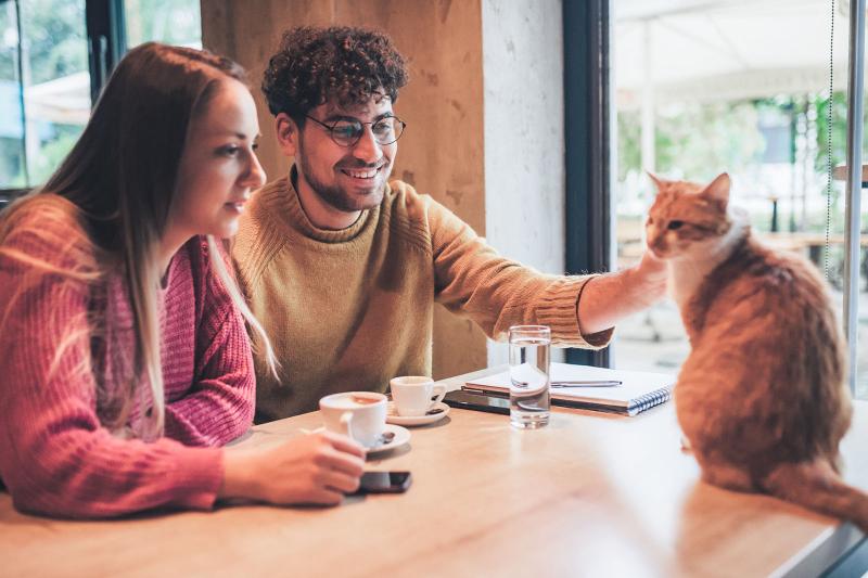 A Visitor's Handbook to Cat Cafes: Mixing Caffeine & Cat Naps ...
