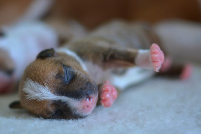 How to Deliver Puppies & Signs to Call Your Veterinarian | LoveToKnow Pets