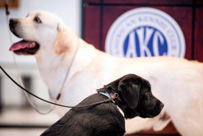 How Breeds Go From Rare to Recognized With The AKC | LoveToKnow Pets