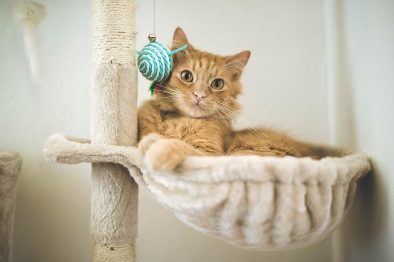 10+ Homemade Cat Toys You Can Make Right Meow | LoveToKnow Pets