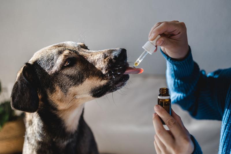 Medications, Holistic Options, & Home Remedies for Dog Pain ...
