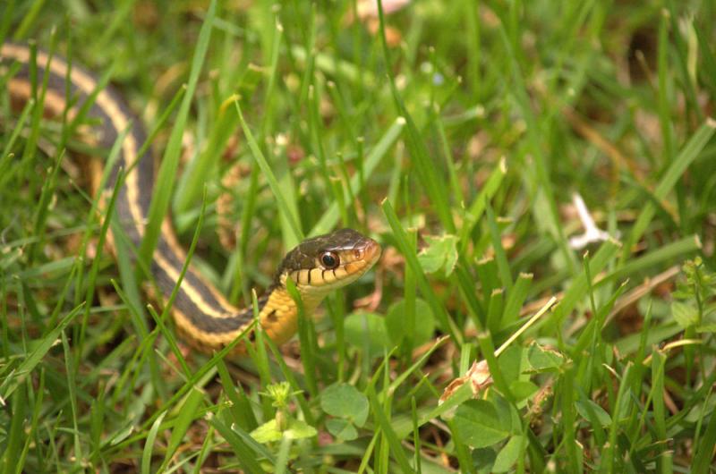 What Garden Snakes Eat & How They Help Your Garden | LoveToKnow