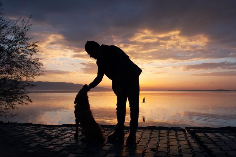 50+ Consoling Sympathy Quotes for the Loss of a Dog | LoveToKnow Pets