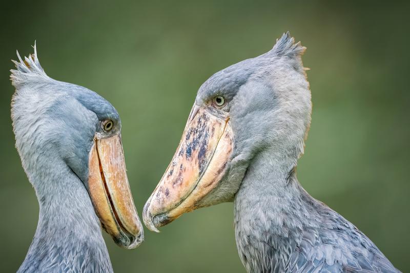 10 Wildly Weird Animals You've Probably Never Heard Of | LoveToKnow