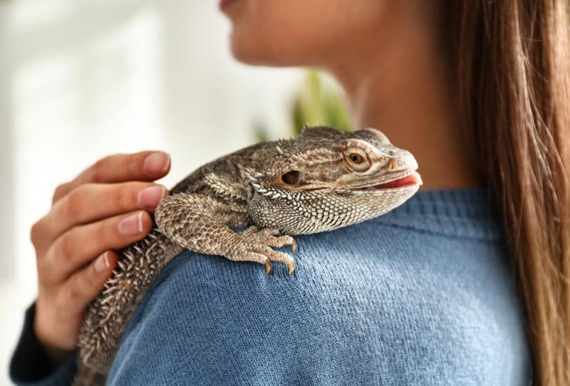 150+ Dragon Names for Your Scaly Sidekick | LoveToKnow Pets