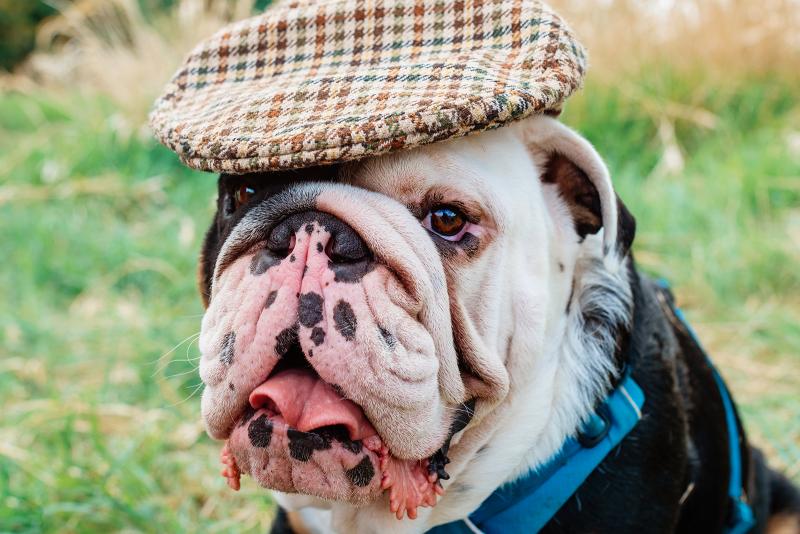 250+ Classic Dog Names With Vintage Vibes | LoveToKnow Pets