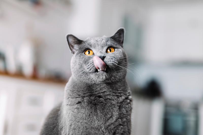 Your Cat's Personality, According to the Zodiac | LoveToKnow Pets