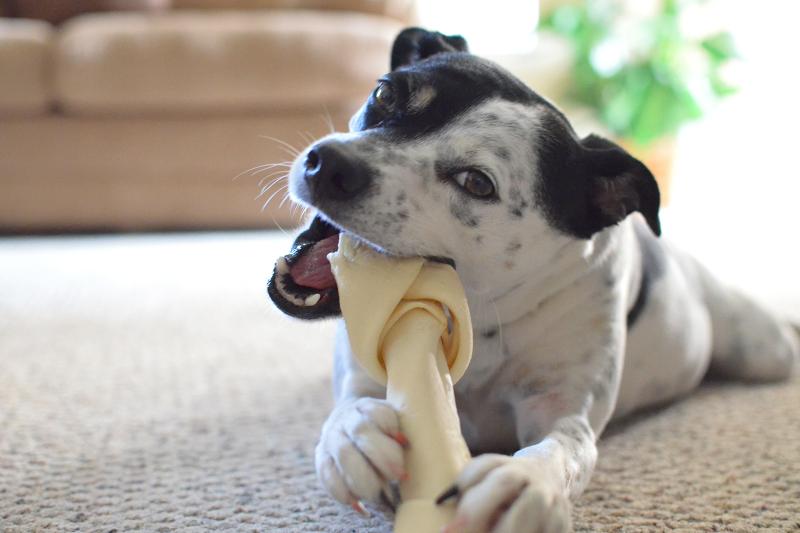 A Canine Nutritionist's Guide to Safe & Healthy Bones for Dogs ...