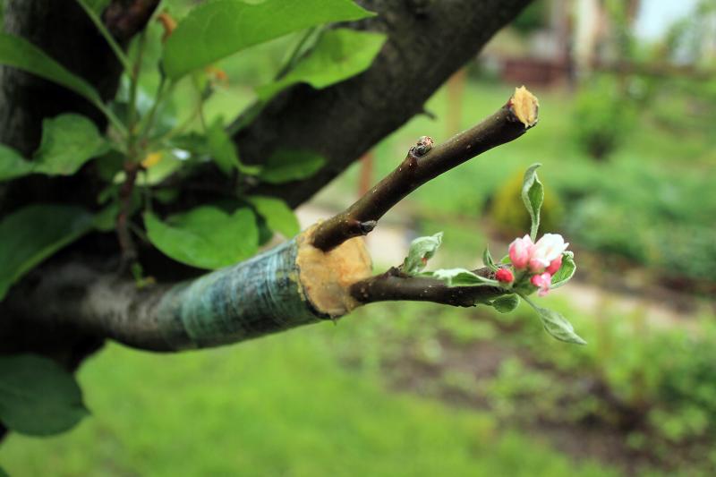 Mastering the Art of Grafting Fruit Trees | LoveToKnow