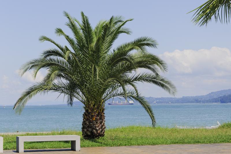 Pygmy Date Palms: A Compact Tropical Marvel | LoveToKnow