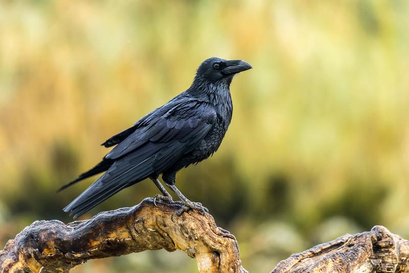 14 Death Birds: From Harbingers to Messages From Loved Ones | LoveToKnow